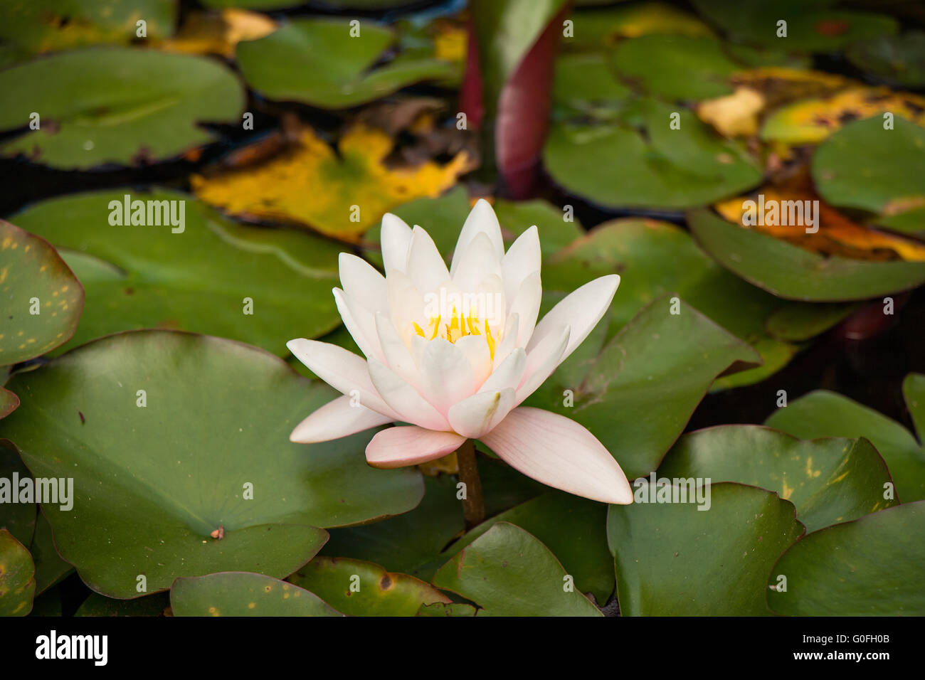 Water lily (Nymphaea Stock Photo - Alamy