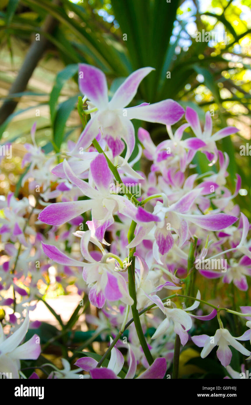 Beauty of Dendrobium orchids Stock Photo - Alamy
