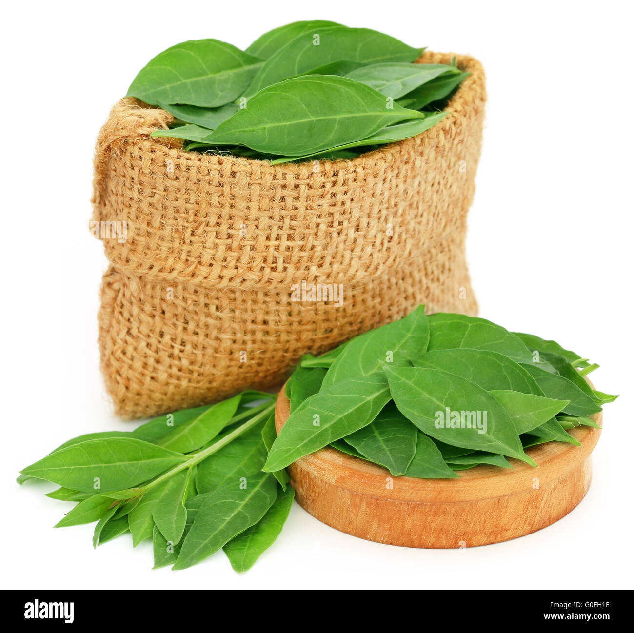 Henna leaves hi-res stock photography and images - Alamy