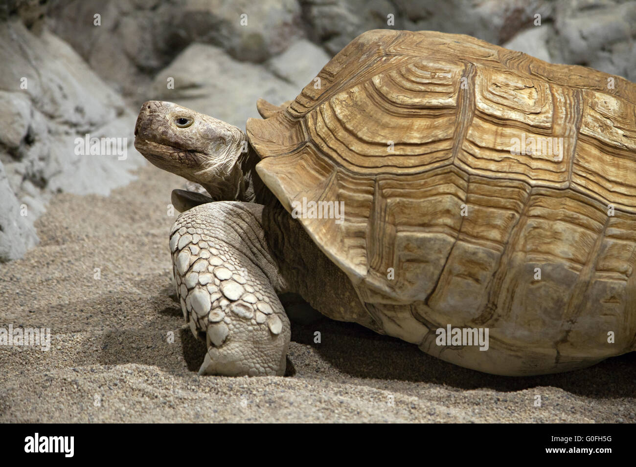 Land tortoise hi-res stock photography and images - Alamy