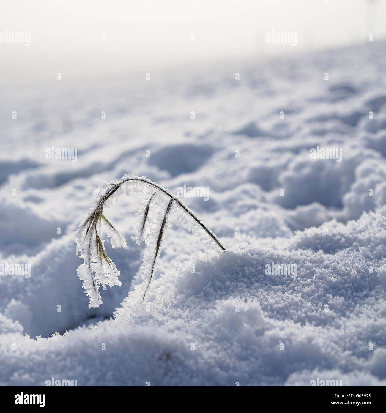 snowed plant on a meadow in winter Stock Photo - Alamy