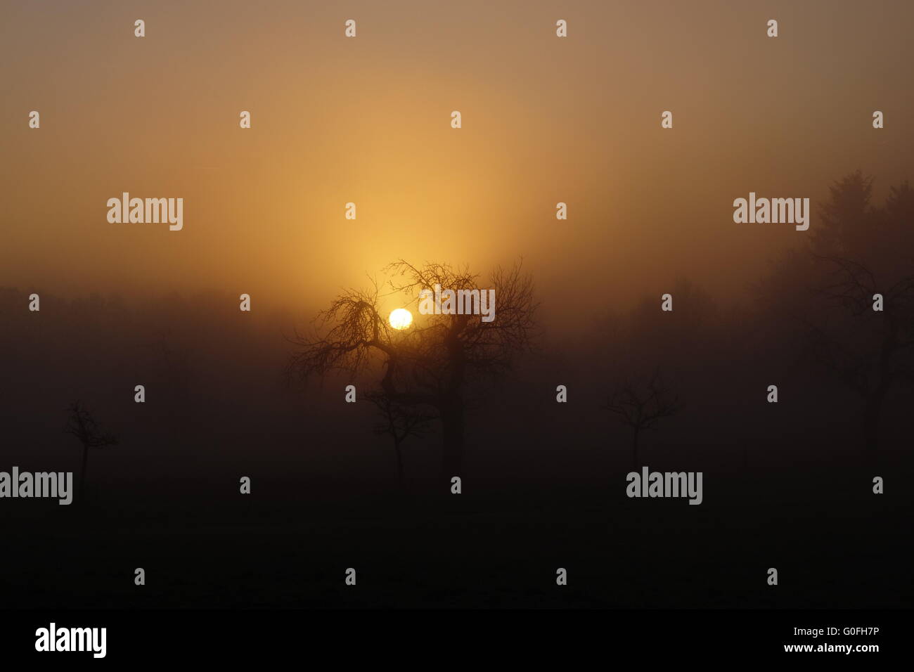 The sun shines through the fog in the very early morning. The ...