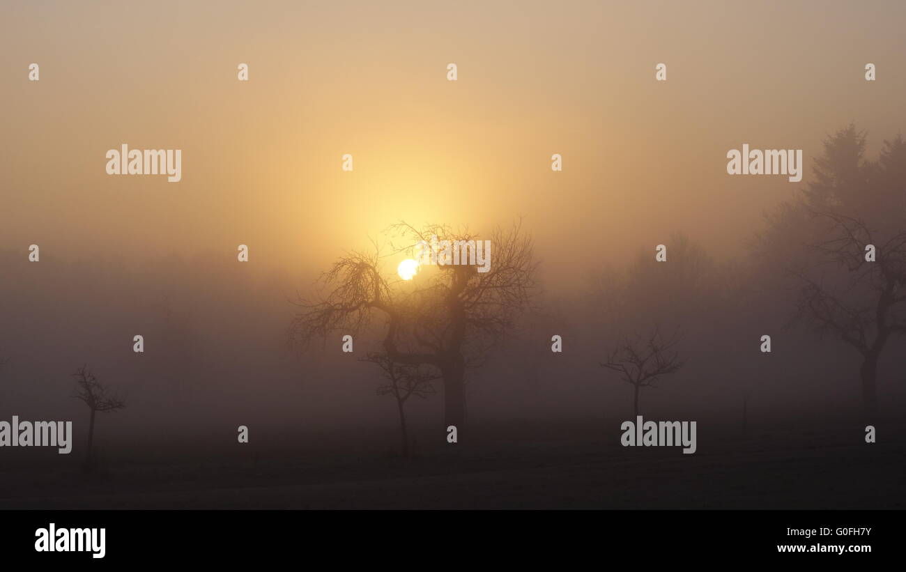 The sun shines through the fog in the very early morning. The ...