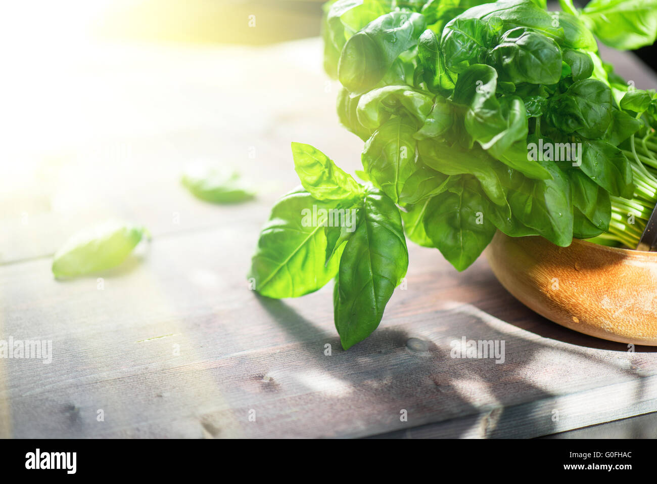 Fresh organic basil Stock Photo - Alamy