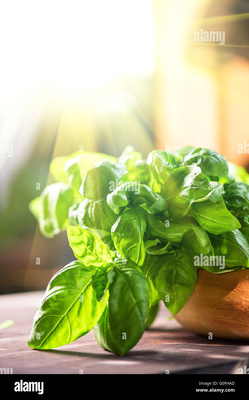 Fresh organic basil Stock Photo - Alamy