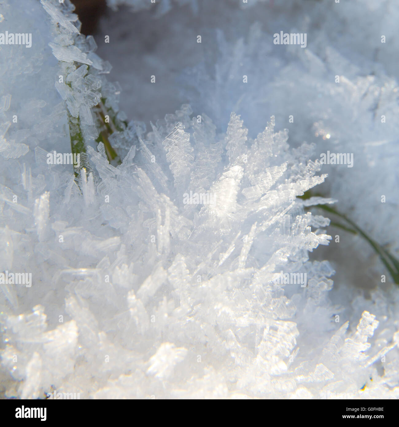 A blade of gras in ice mist Stock Photo - Alamy