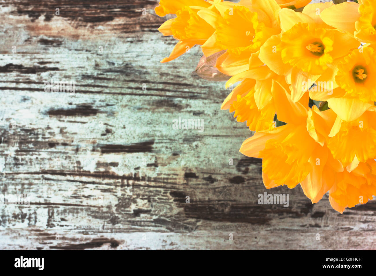 Bunch of jonquils Stock Photo - Alamy