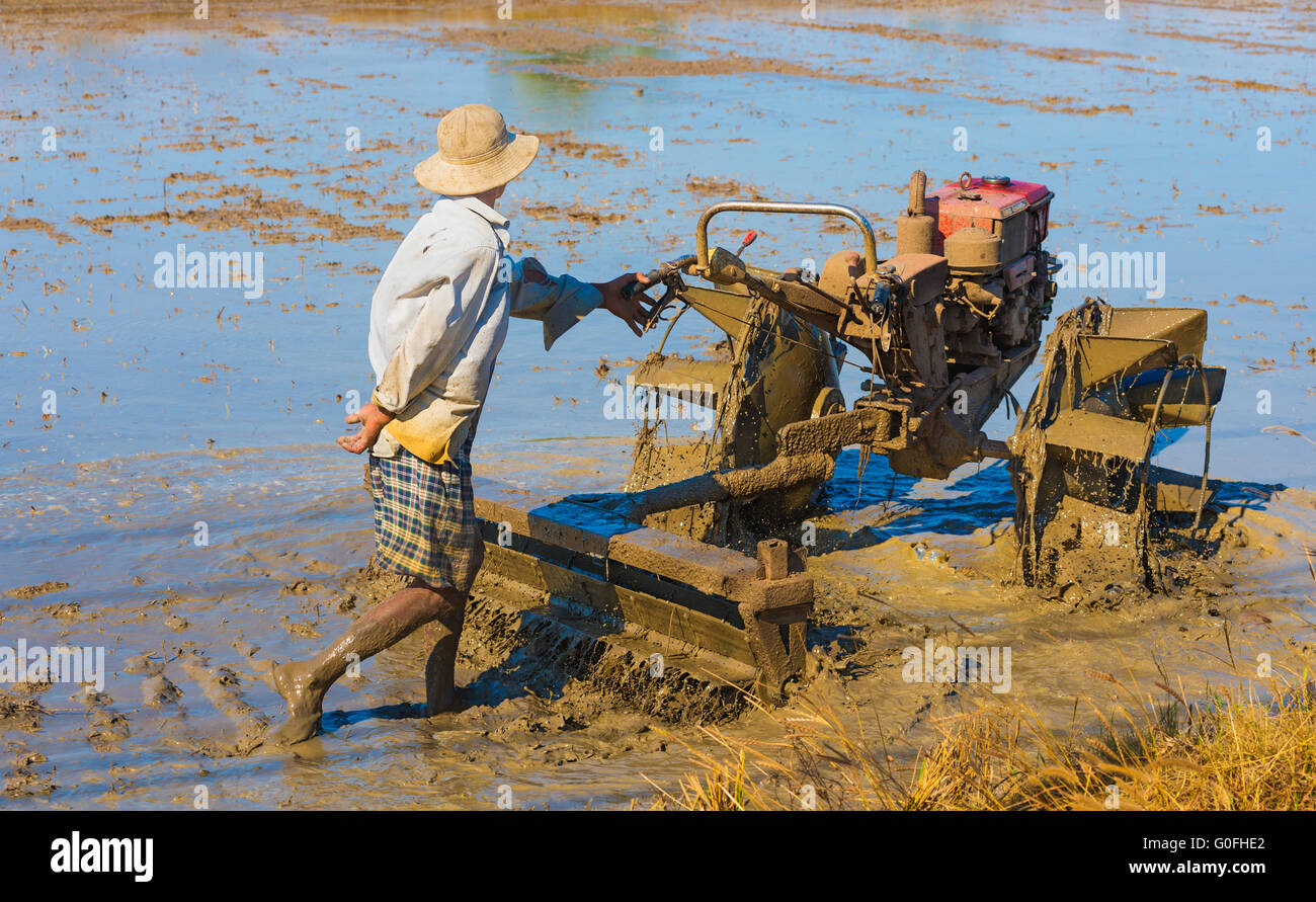 Vietnamese farmer prepares field for rice sowing Stock Photo - Alamy