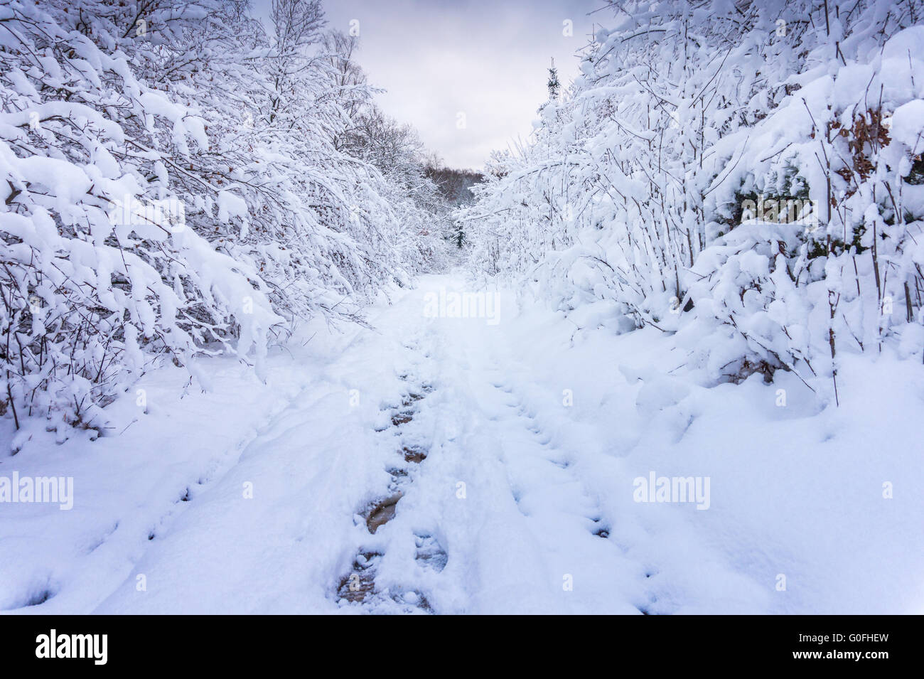 Winter in the forrest Stock Photo - Alamy