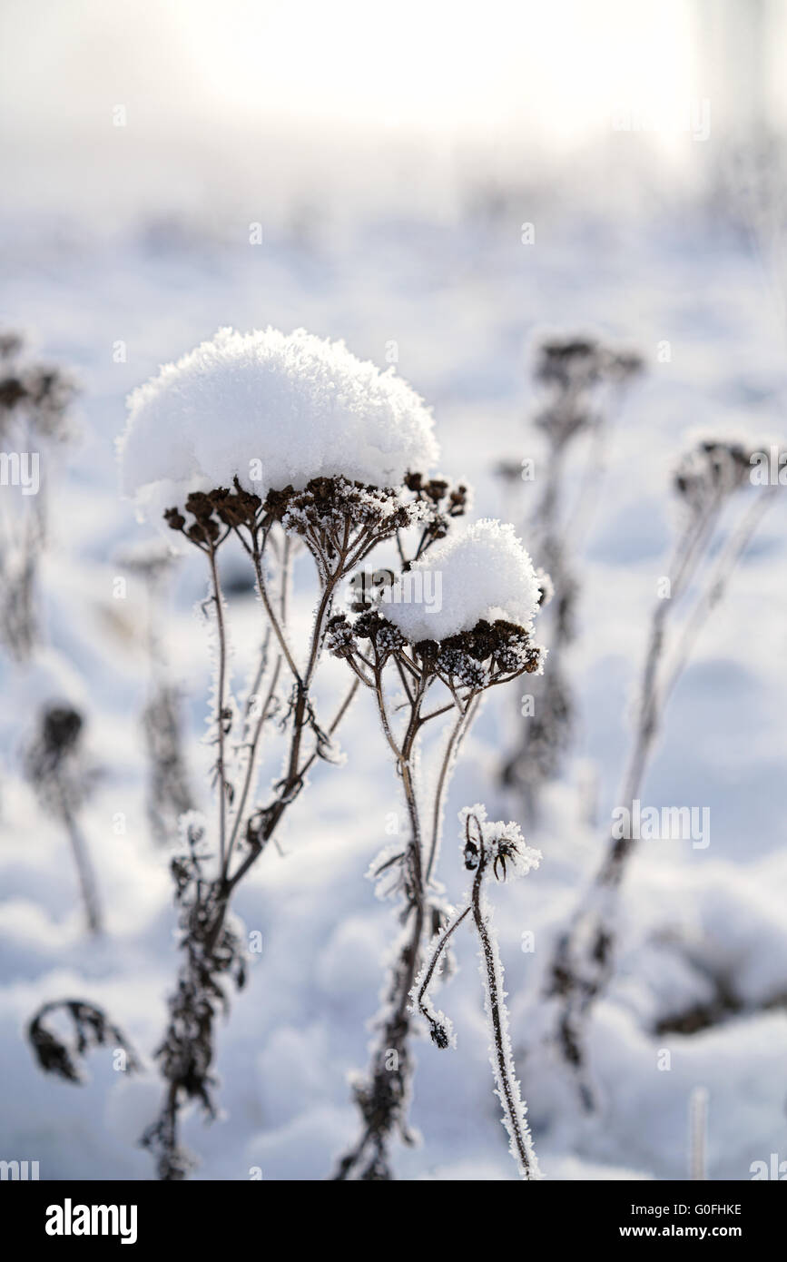 snowed plant on a meadow in winter Stock Photo - Alamy
