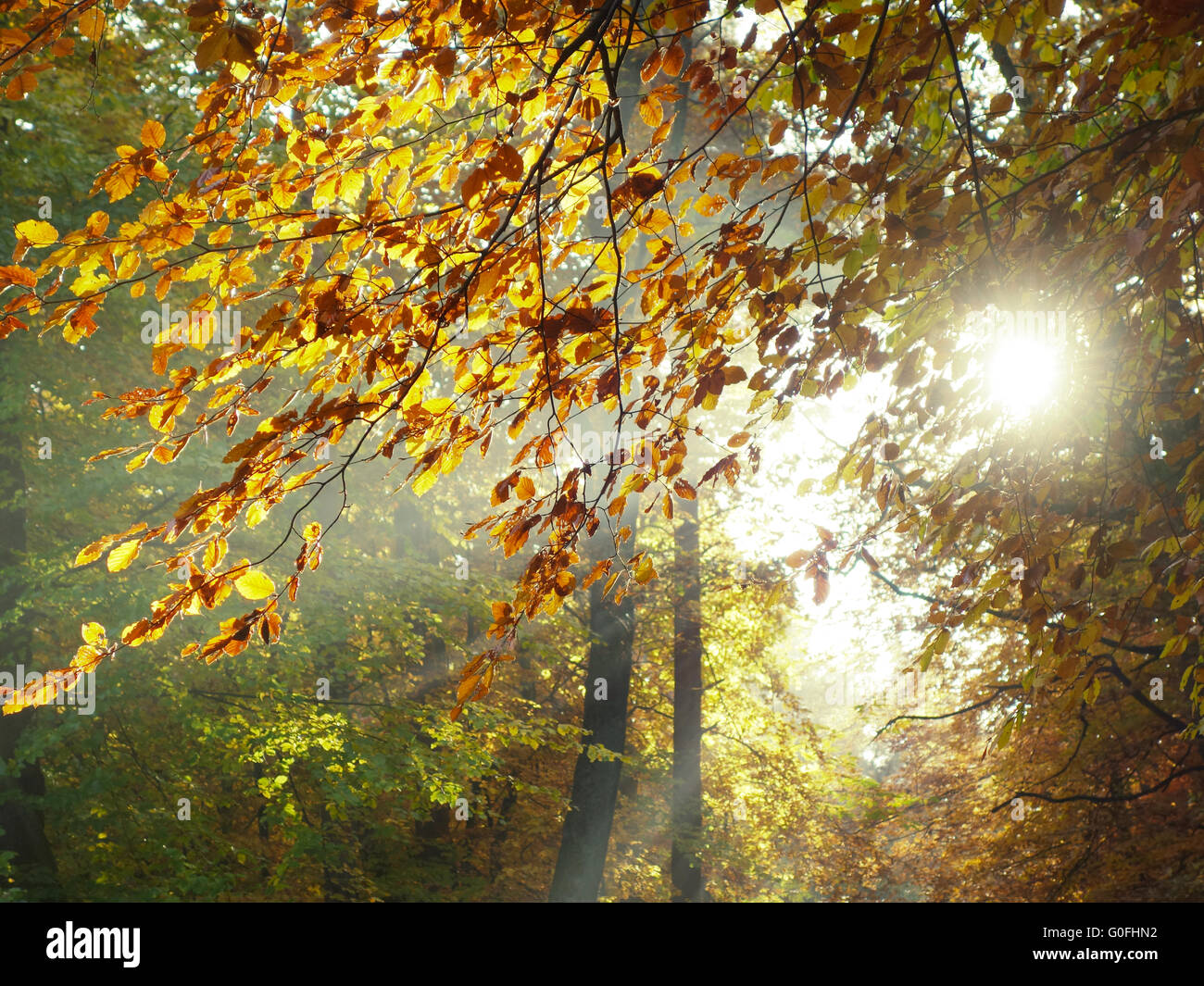 Colourful autumn forest in beautiful morning light Stock Photo - Alamy