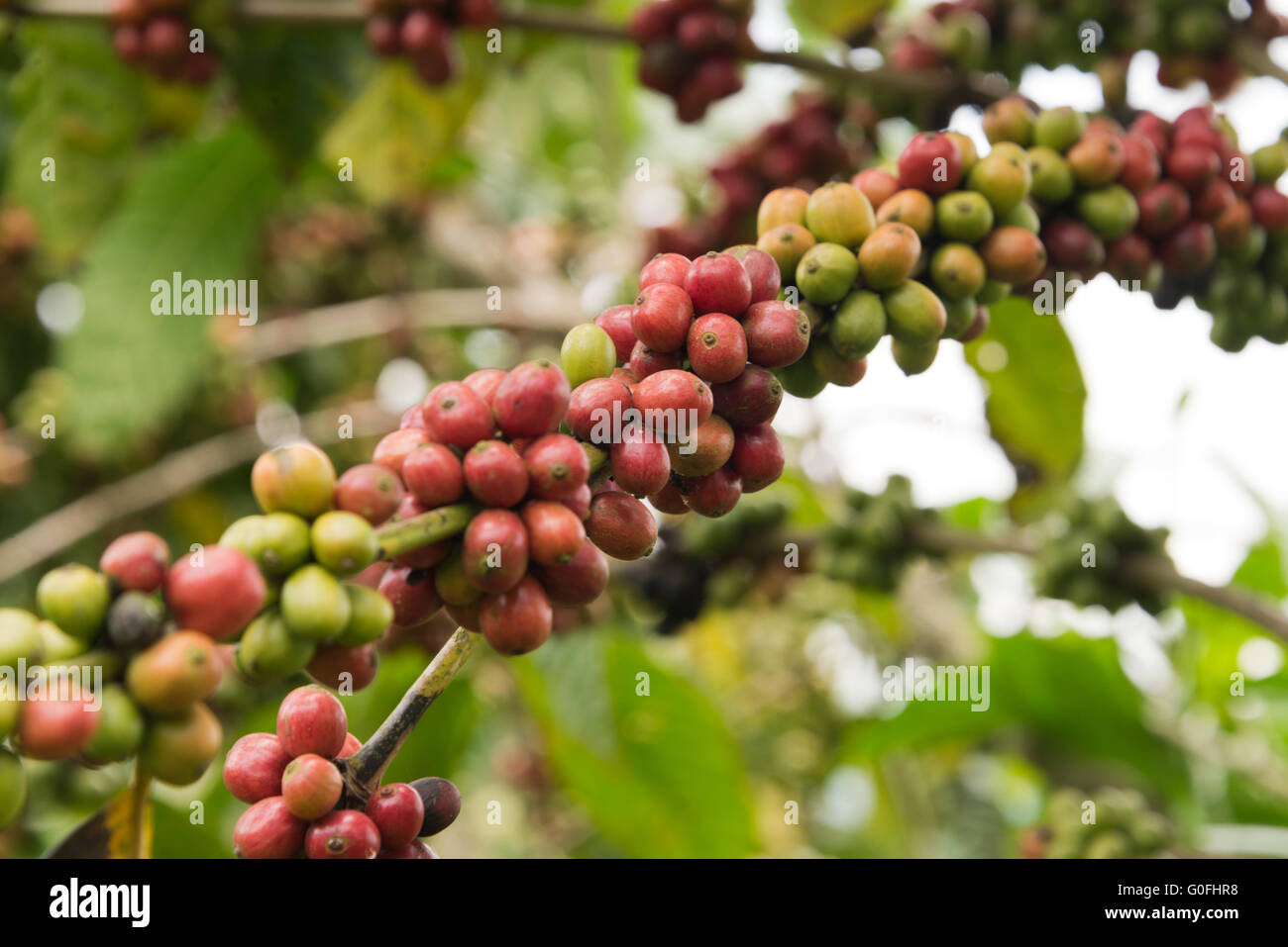 coffee beans on twig Stock Photo - Alamy