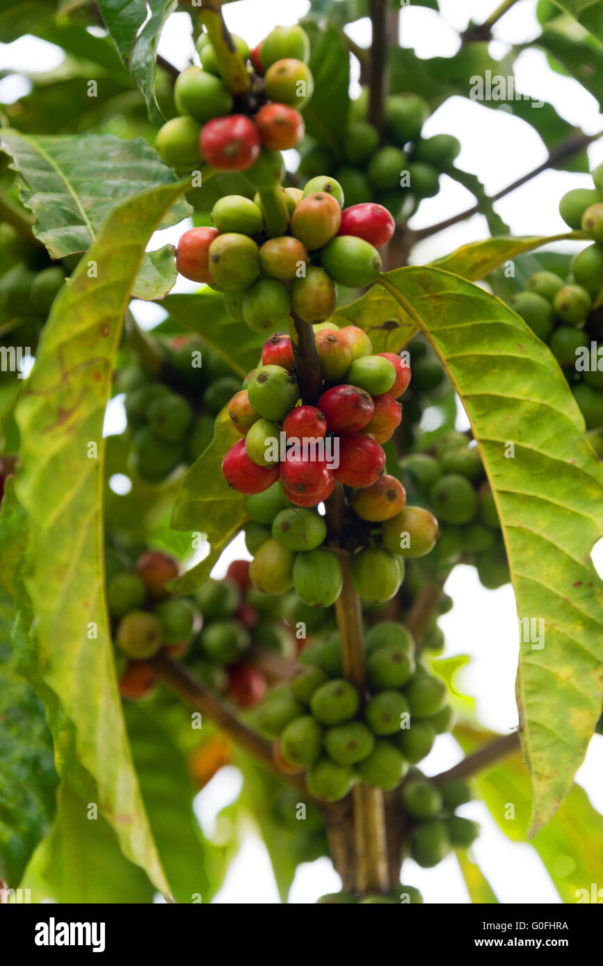 Uganda coffee farm hi-res stock photography and images - Alamy