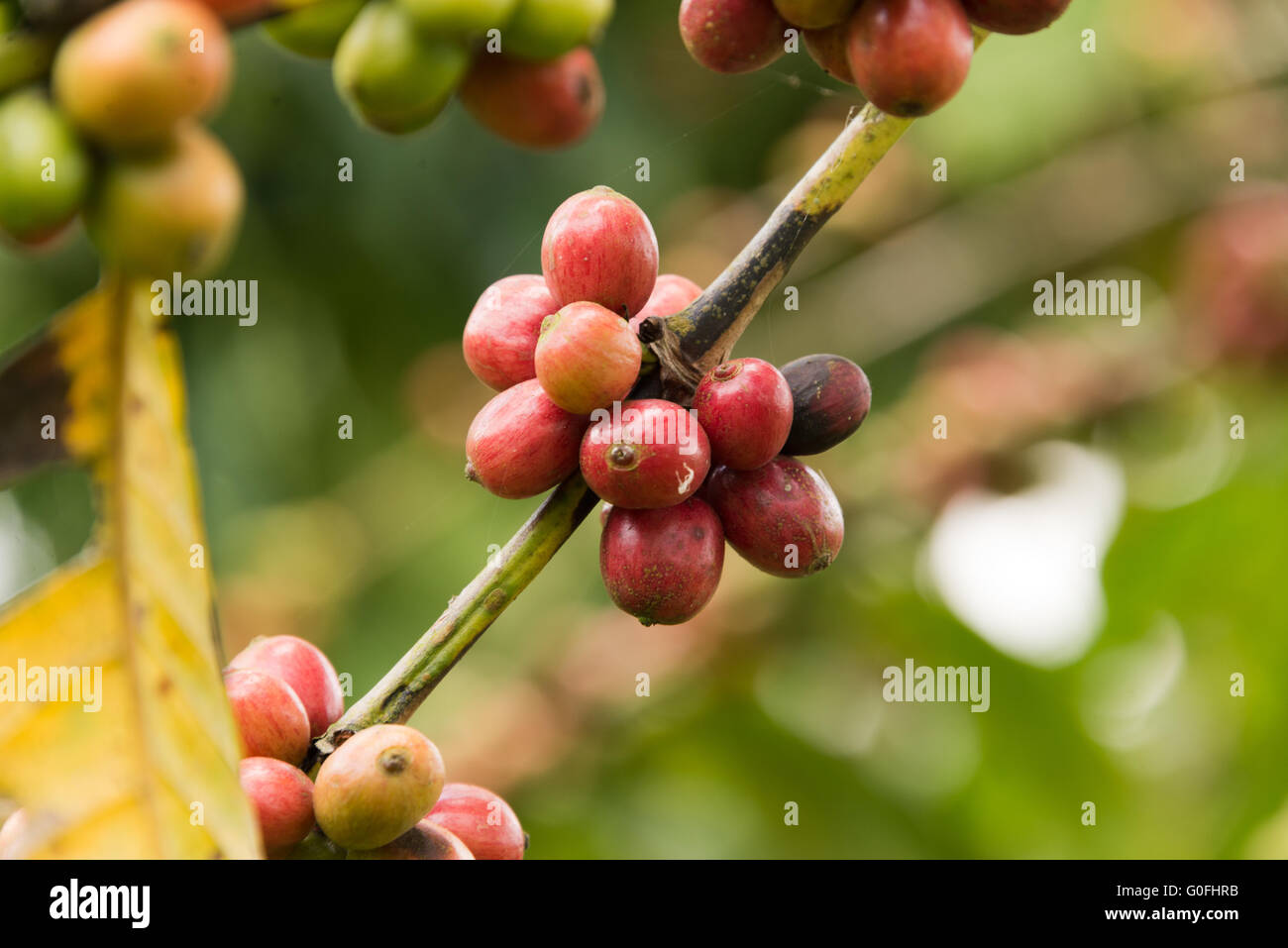 coffee beans on twig Stock Photo - Alamy