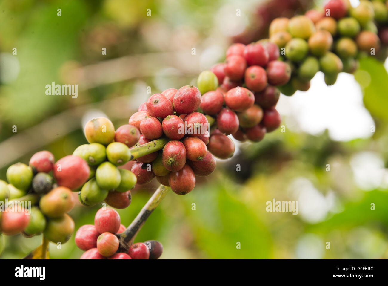 Blue mountain coffee farm hi-res stock photography and images - Alamy