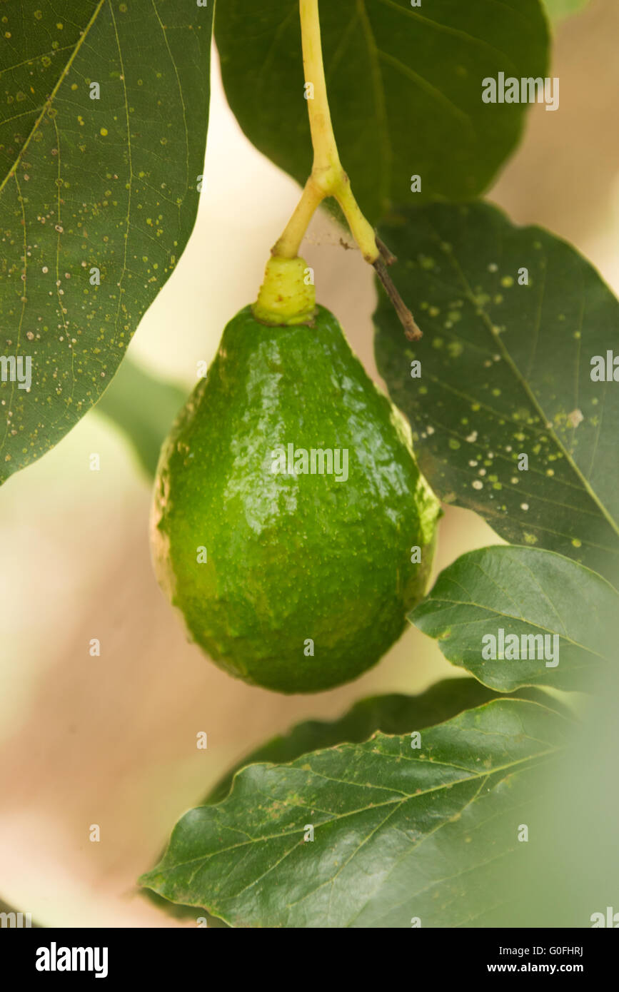 ripe avocado on tree Stock Photo - Alamy