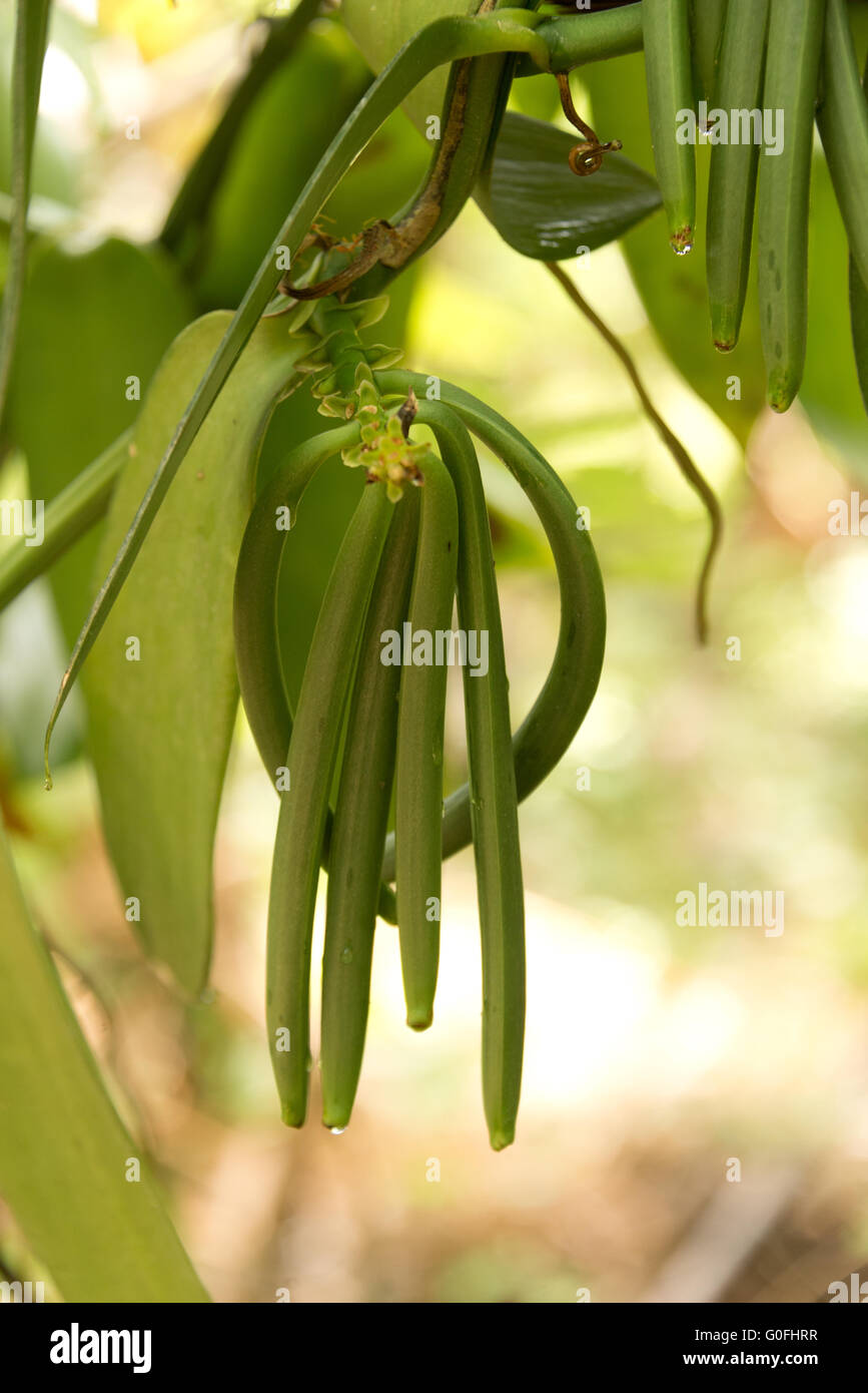 Vanilla pods green leaves hi-res stock photography and images - Alamy