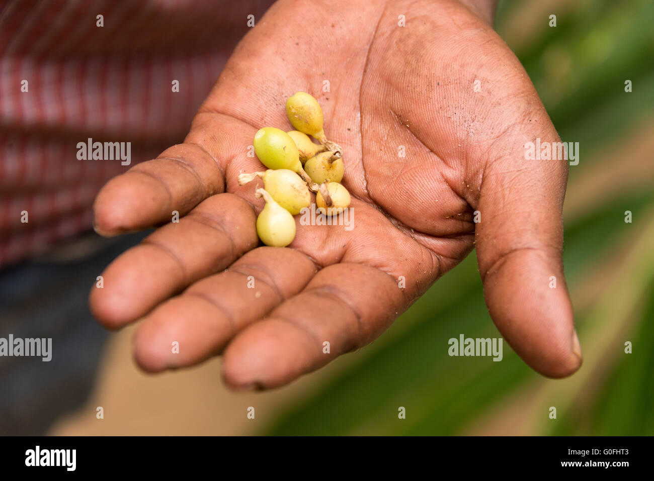 Cardamom plantation hi-res stock photography and images - Alamy