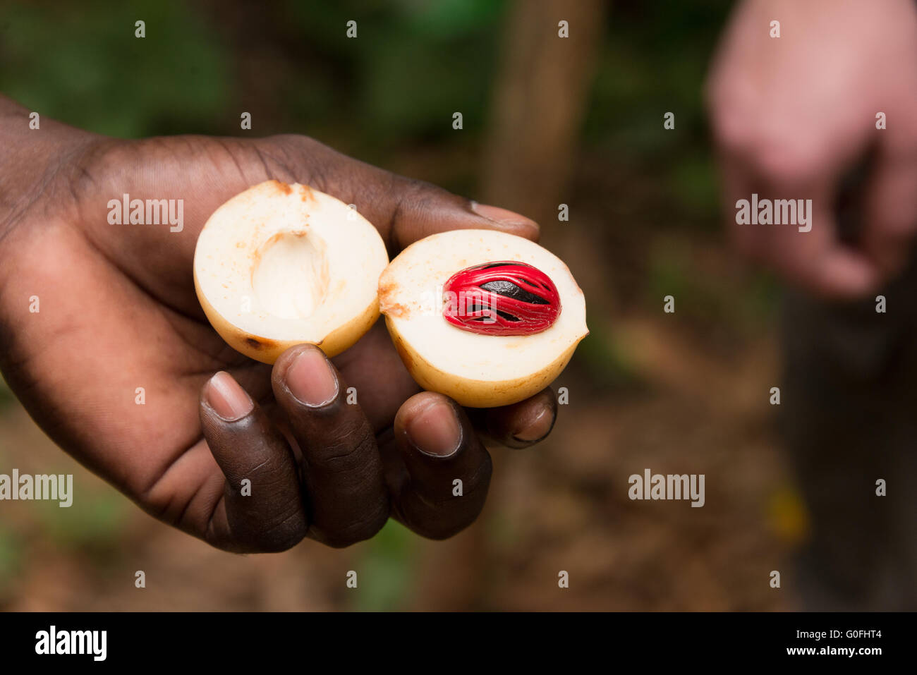 whole fresh nutmeg and mace Stock Photo - Alamy