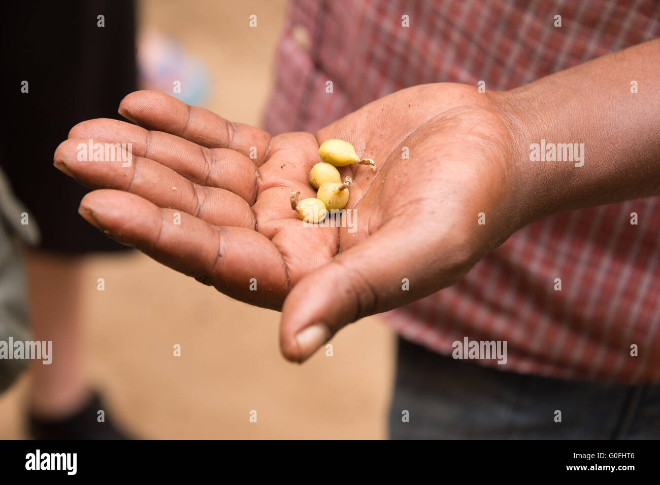 Cardamom harvest hi-res stock photography and images - Alamy