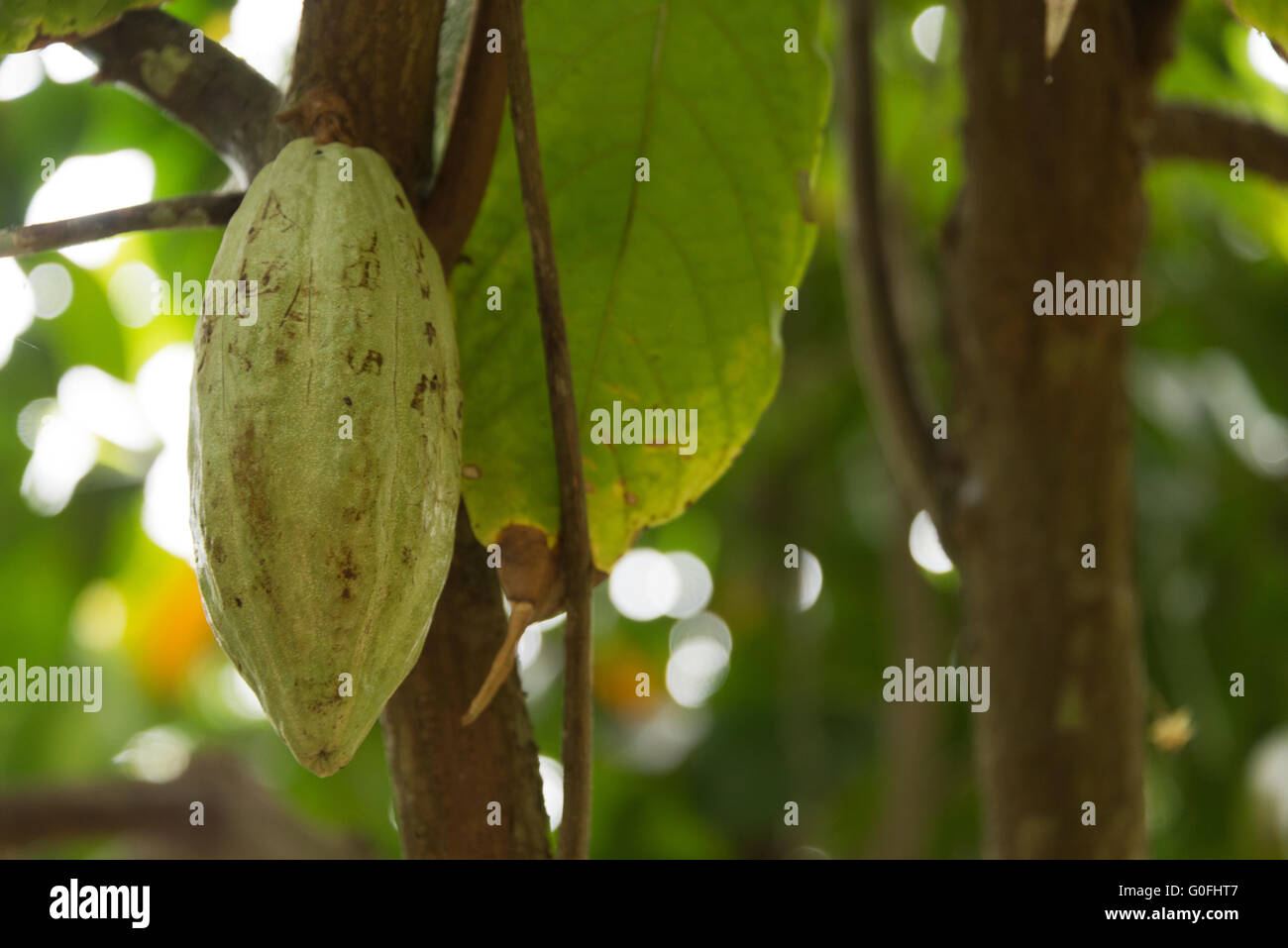 Cacao tree rainforest hi-res stock photography and images - Alamy