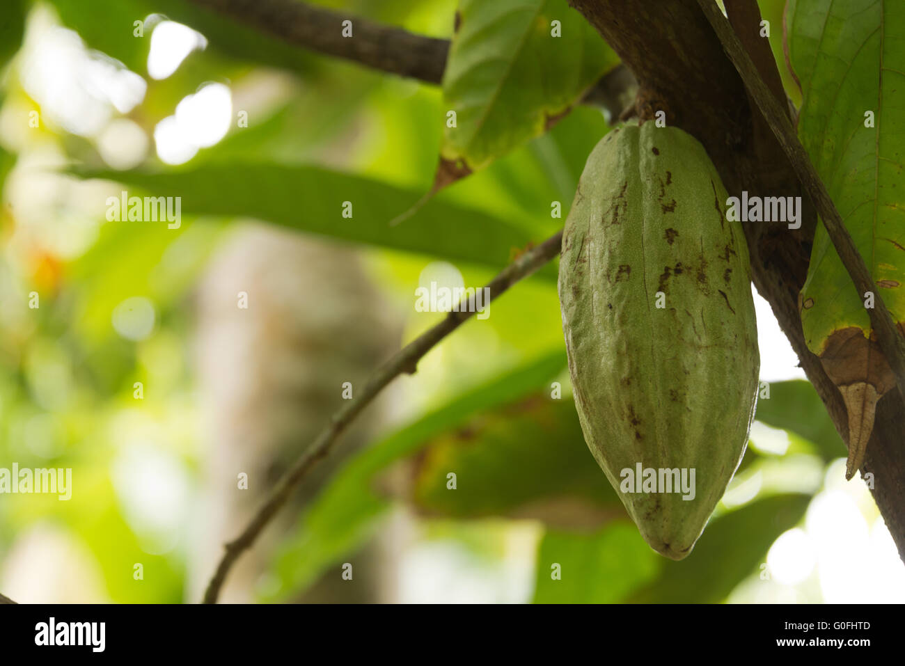 Green cocoa pod hi-res stock photography and images - Alamy