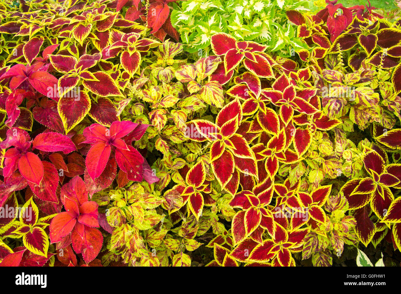 Red leaf plants hi-res stock photography and images - Alamy