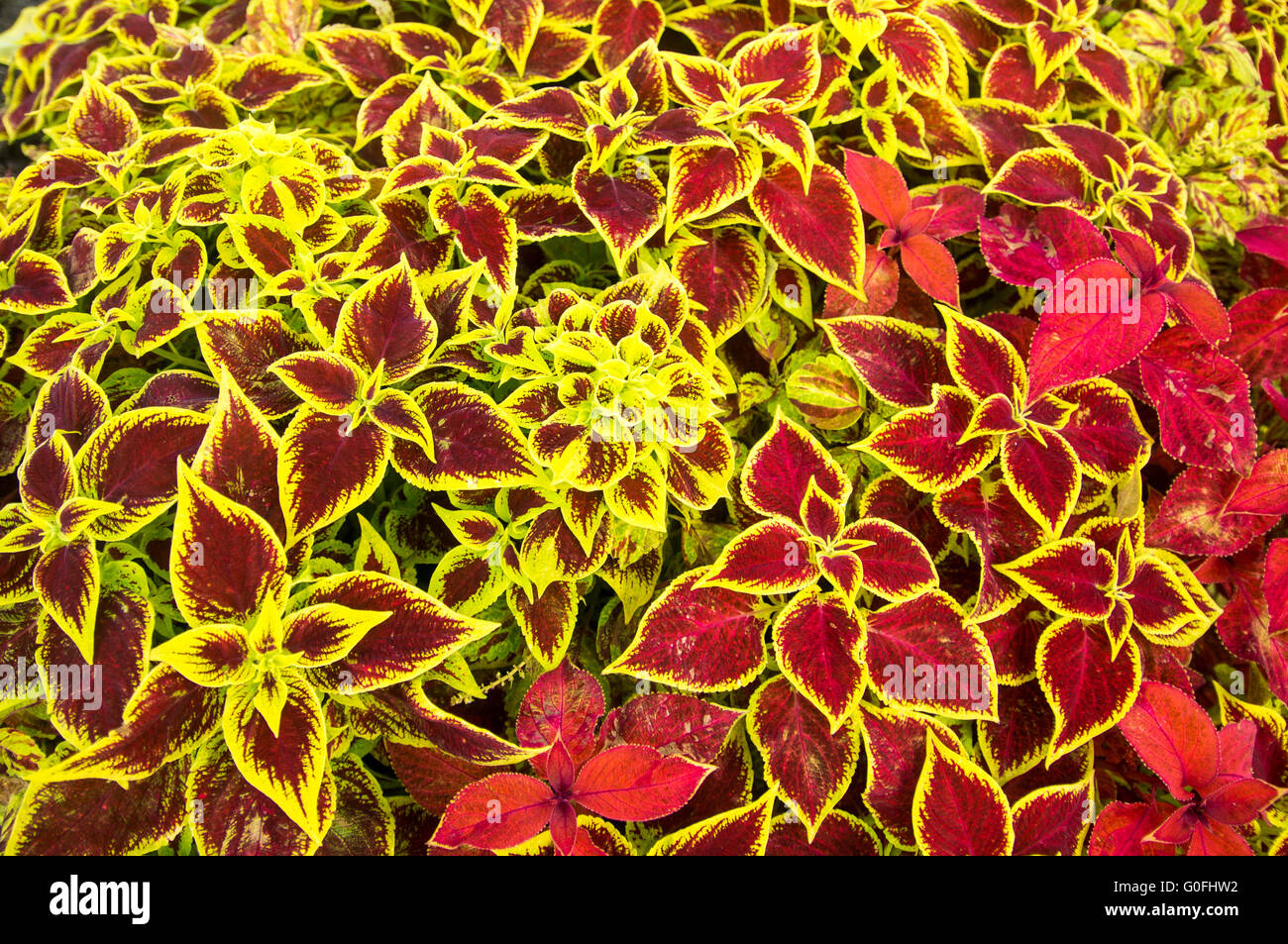Bright red and yellow plants Stock Photo - Alamy