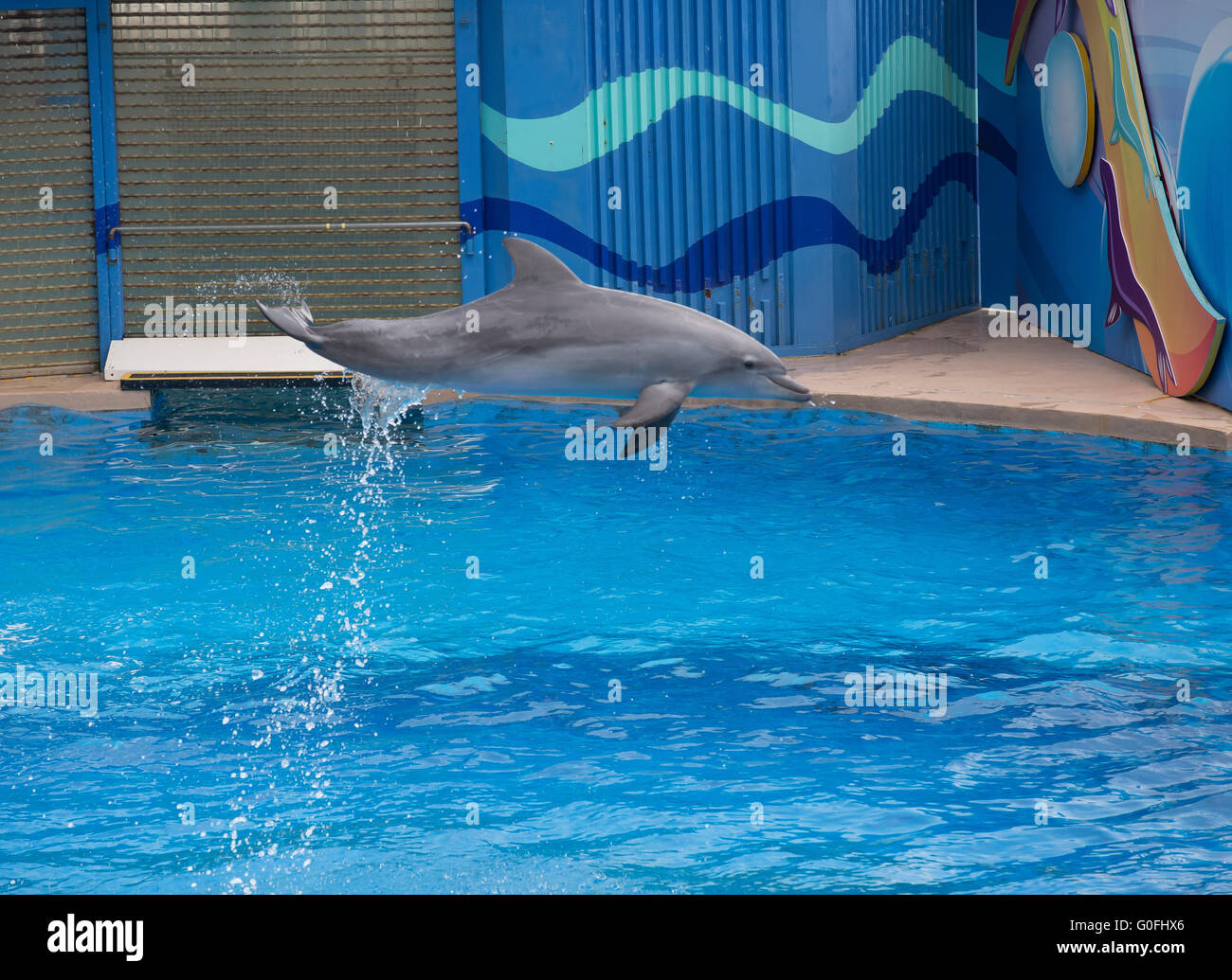 Dolphins performing in Ocean Park Hong Kong Stock Photo - Alamy