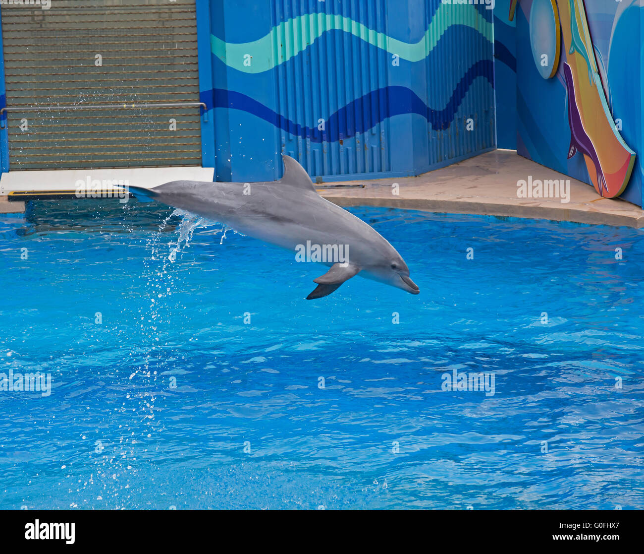 Dolphins performing in Ocean Park Hong Kong Stock Photo - Alamy
