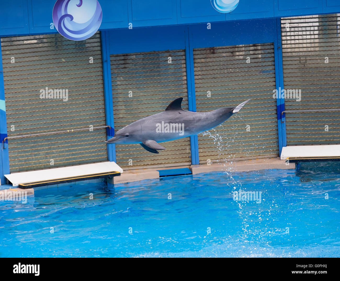 Dolphins performing in Ocean Park Hong Kong Stock Photo - Alamy