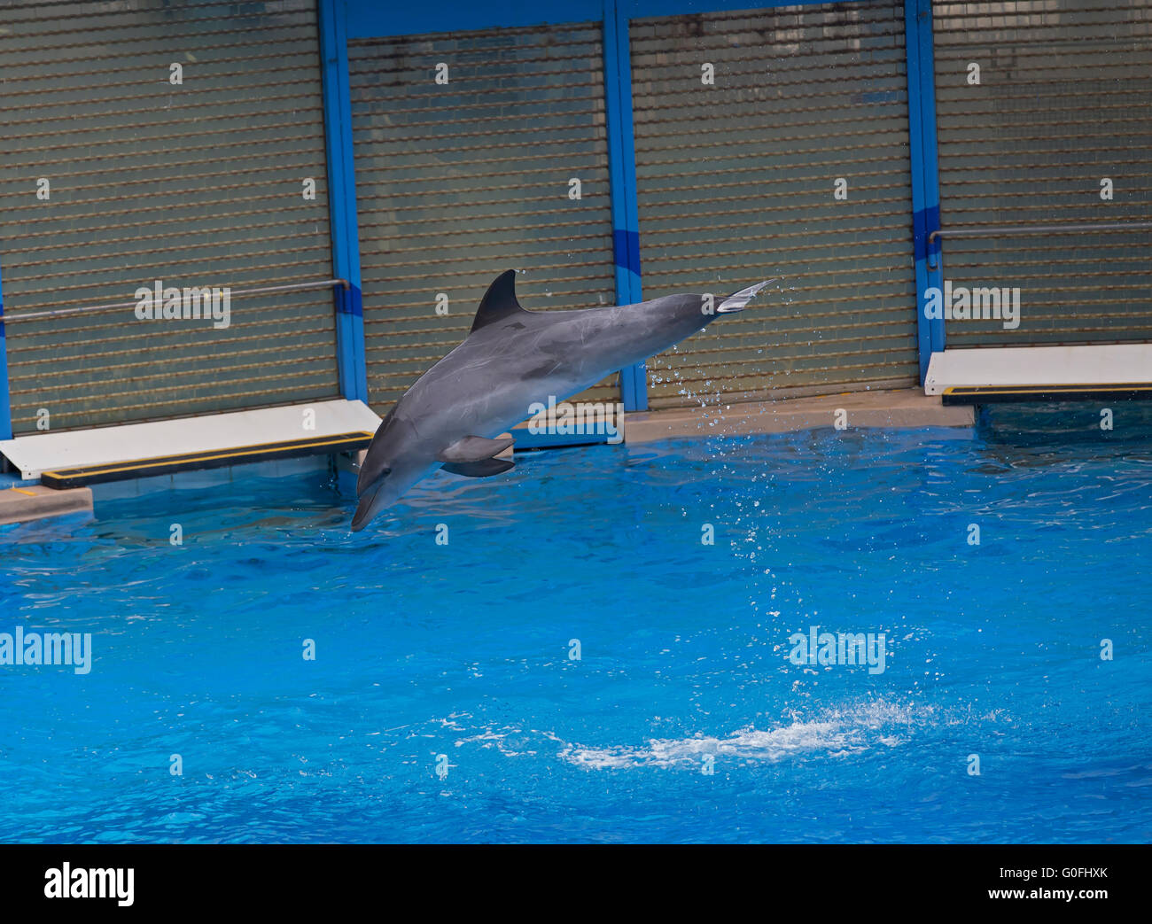 Dolphins performing in Ocean Park Hong Kong Stock Photo - Alamy