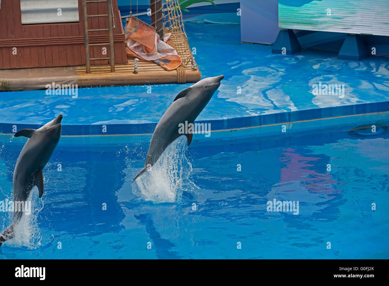 Dolphins performing in Ocean Park Hong Kong Stock Photo - Alamy
