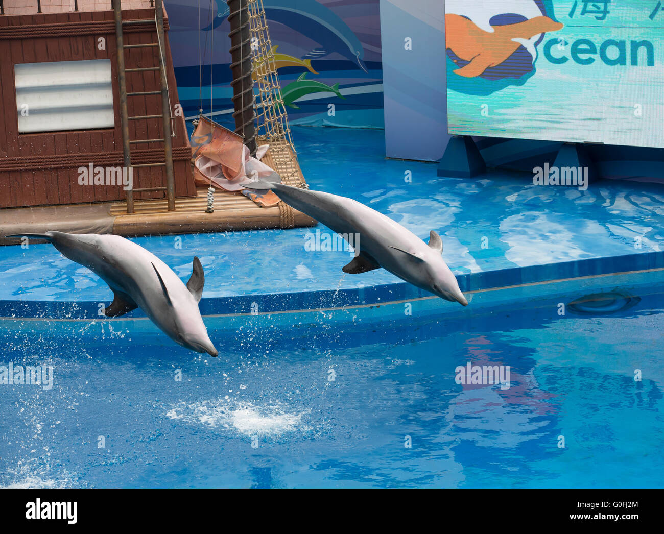 Dolphins performing in Ocean Park Hong Kong Stock Photo - Alamy