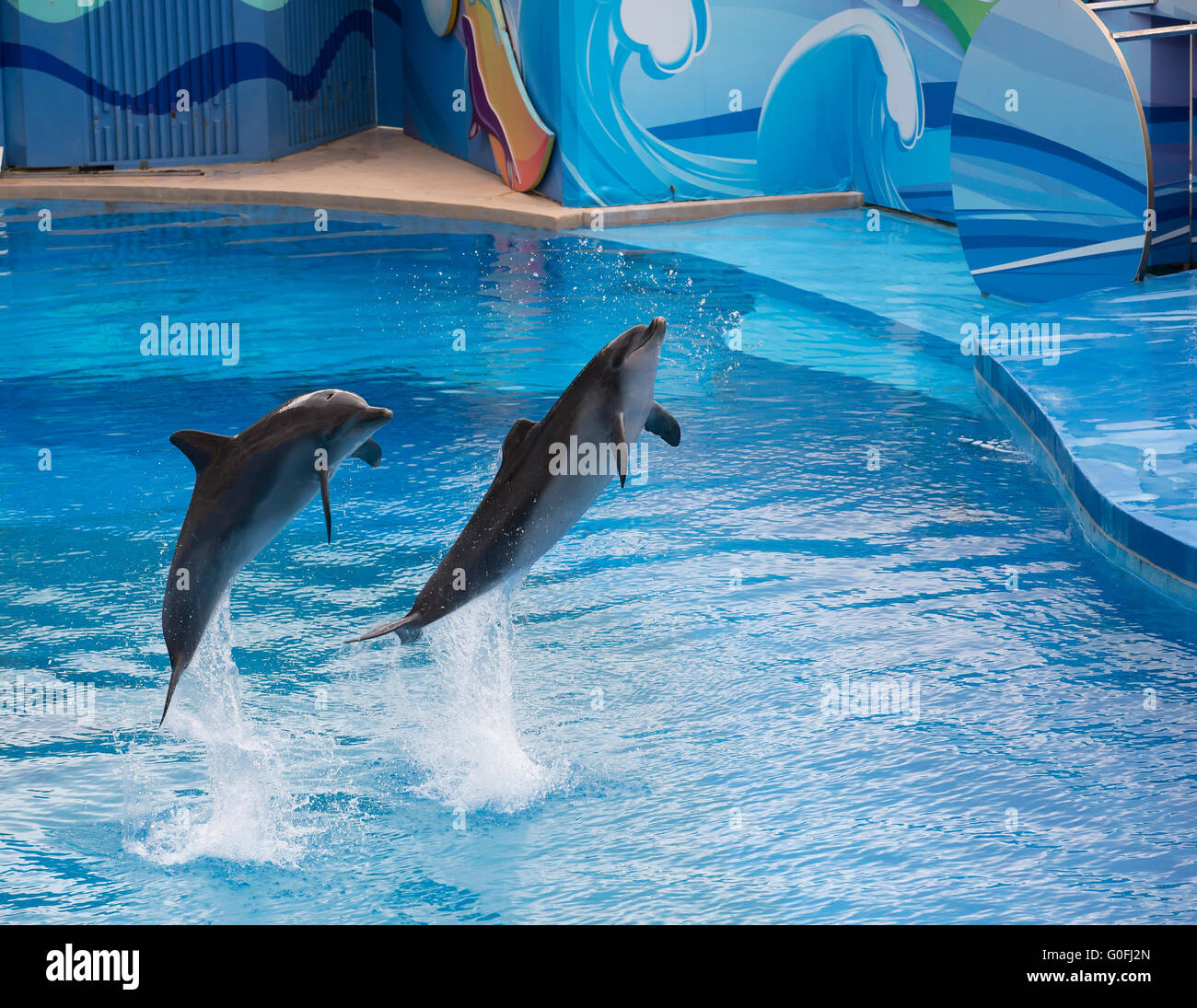 Dolphins performing in Ocean Park Hong Kong Stock Photo - Alamy