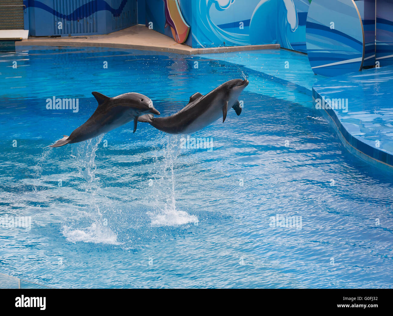 Dolphins performing in Ocean Park Hong Kong Stock Photo - Alamy
