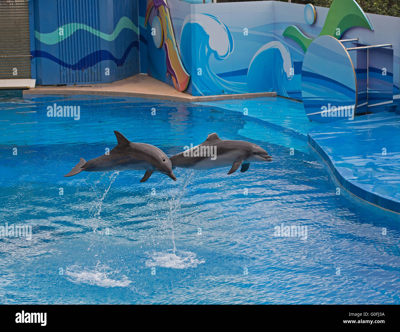 Dolphins performing in Ocean Park Hong Kong Stock Photo - Alamy