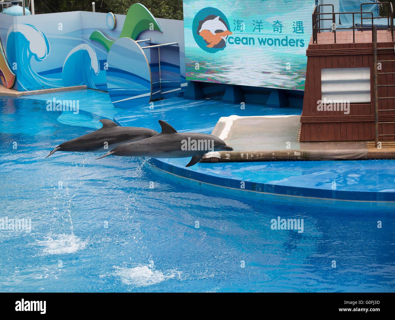 Dolphins performing in Ocean Park Hong Kong Stock Photo - Alamy