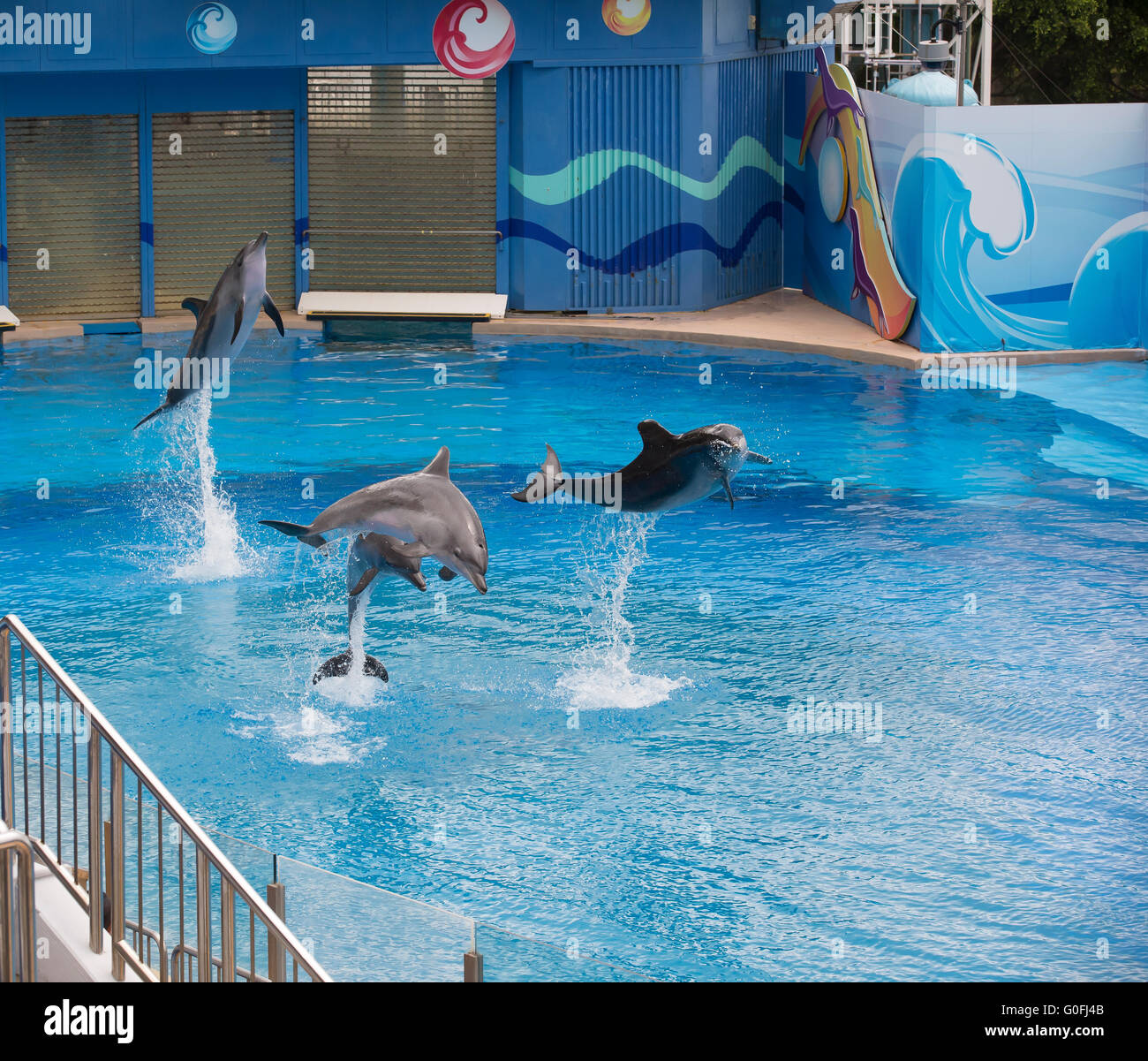 Dolphins performing in Ocean Park Hong Kong Stock Photo - Alamy