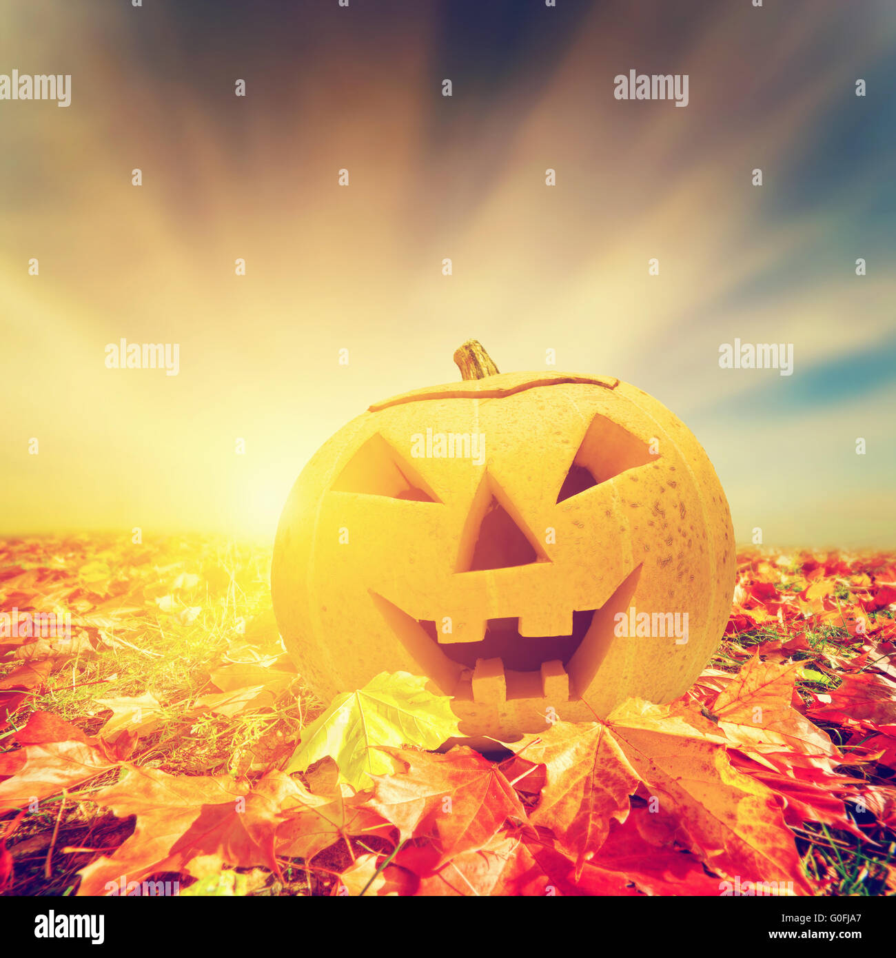 Leaves sunset hi-res stock photography and images - Alamy