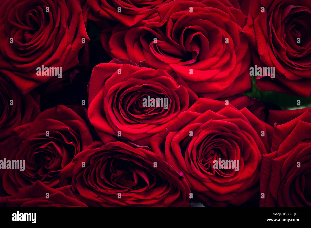 Red wet roses isolated on black background. Great as design element or ...