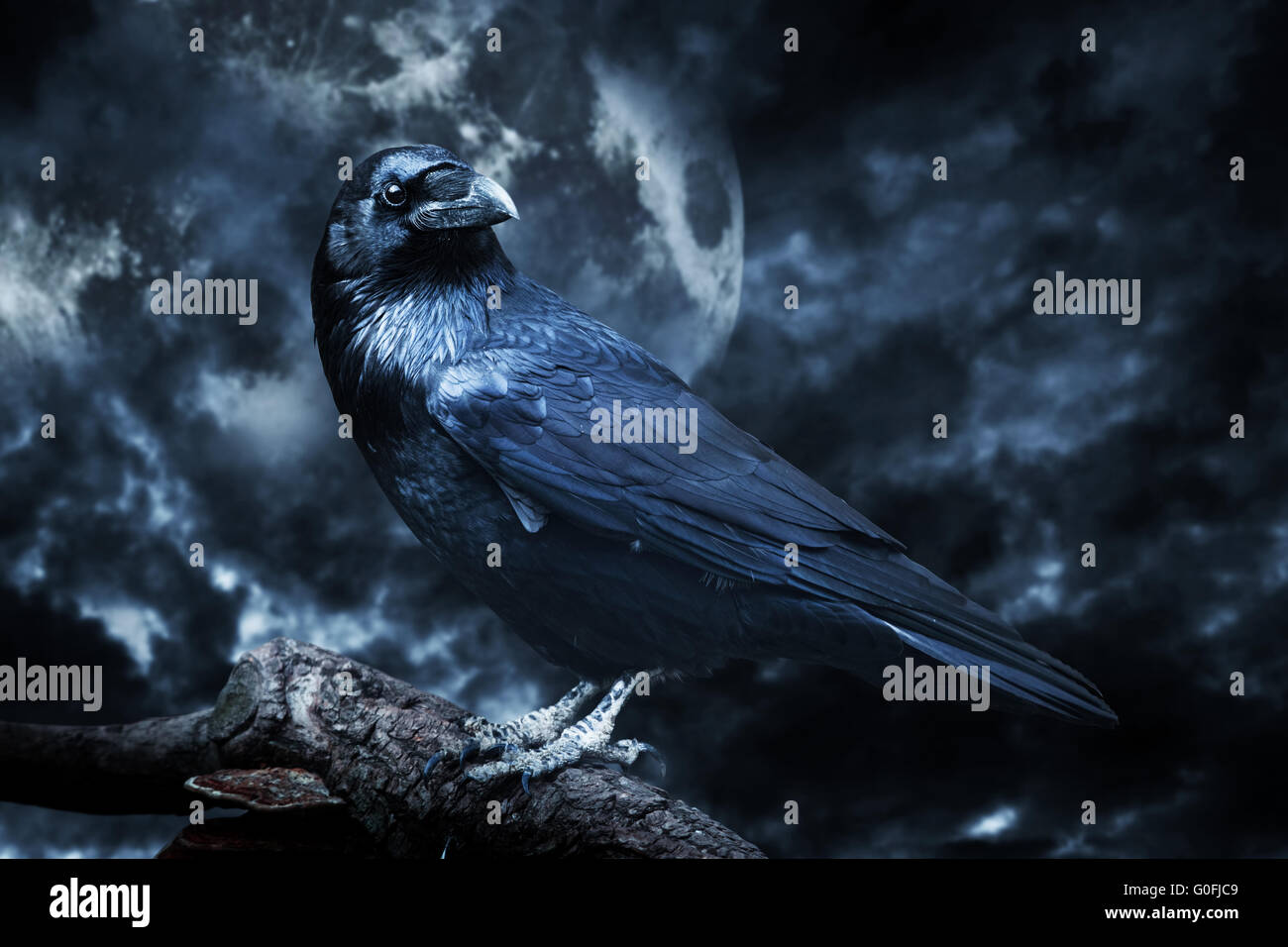 Creepy Raven