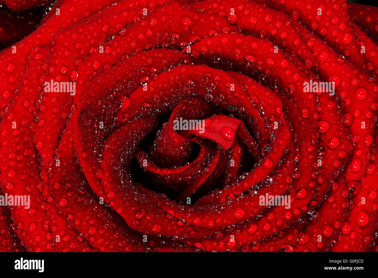 Red wet rose flower close-up. Great as background or greeting card for ...