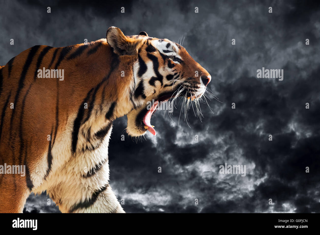 Wild tiger roaring during hunting. Cloudy black sky background Stock ...