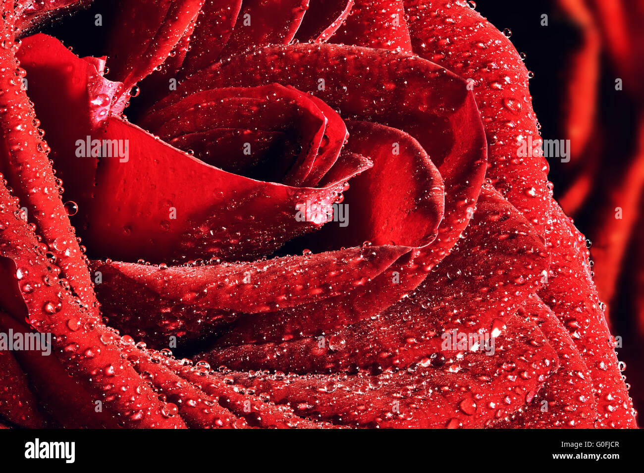 Red wet rose close-up. Great as background or greeting card for ...