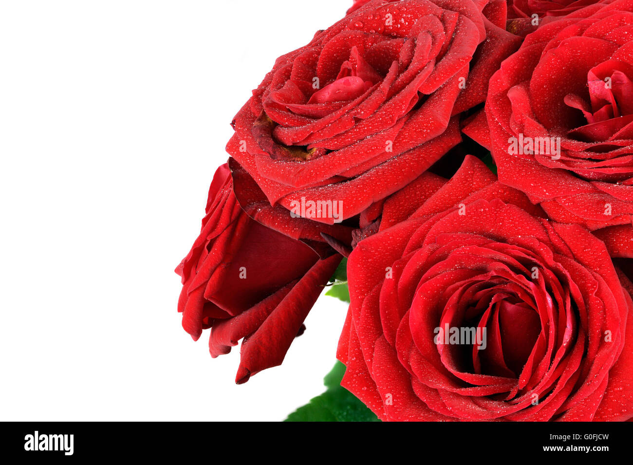 Red wet roses flowers isolated on white background. Great as design ...