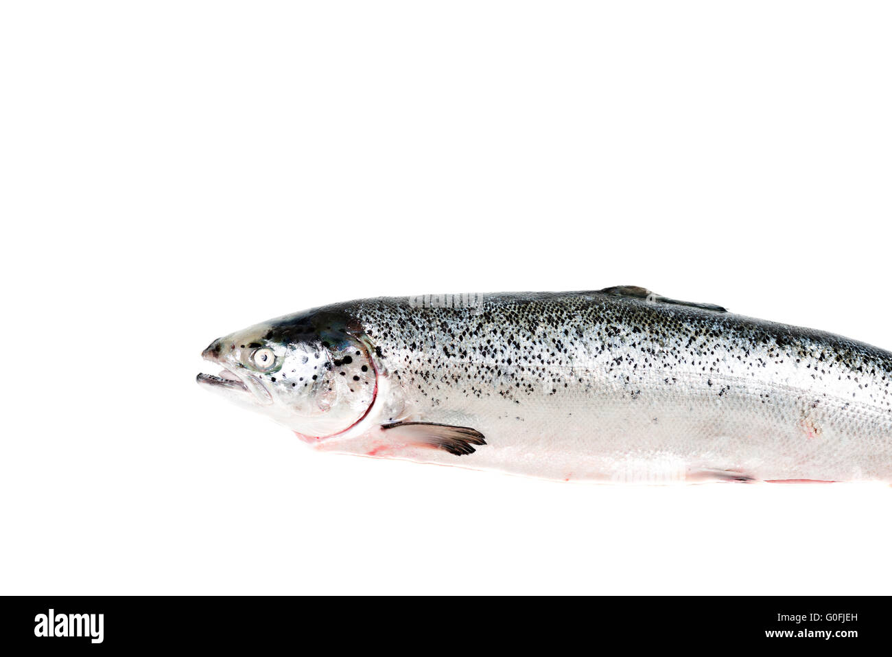 Sea trout isolated on white Stock Photo - Alamy