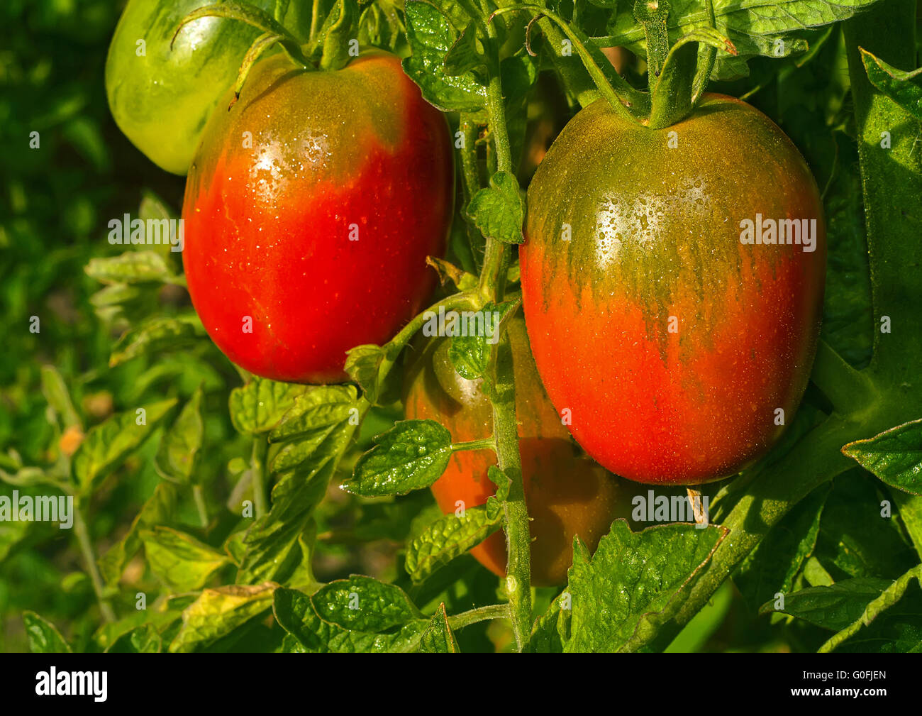 Tomatoes ripen on the branches of a Bush Stock Photo - Alamy