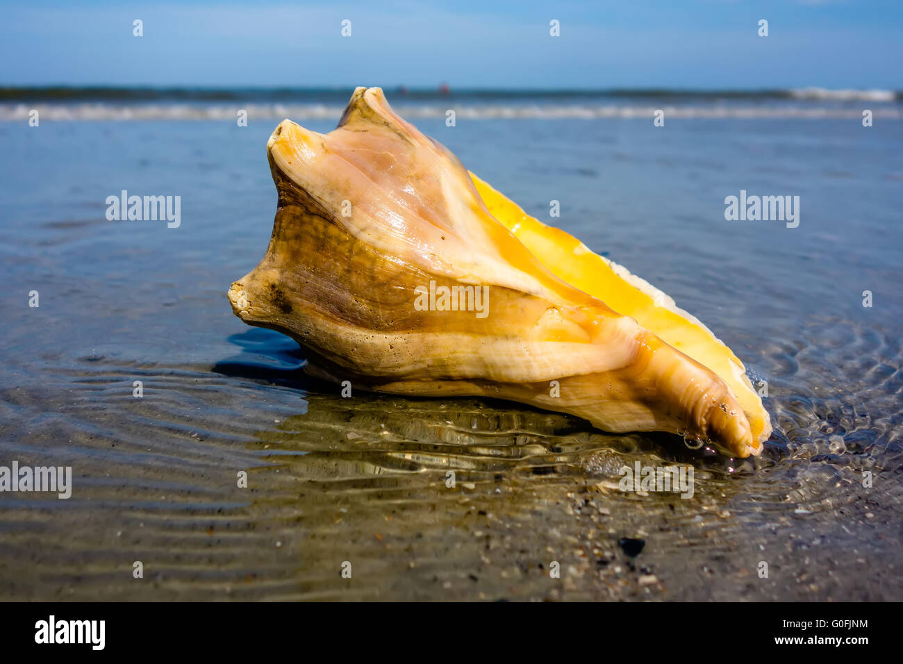 sea shell on a beach of atlantic ocean at sunset Stock Photo - Alamy