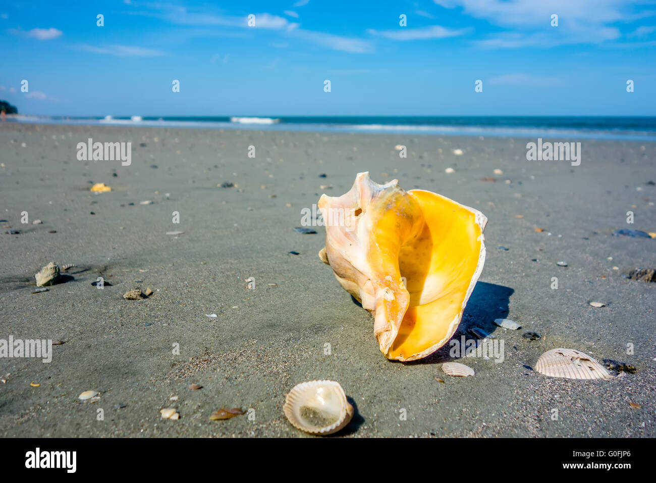 Reef shells hi-res stock photography and images - Alamy